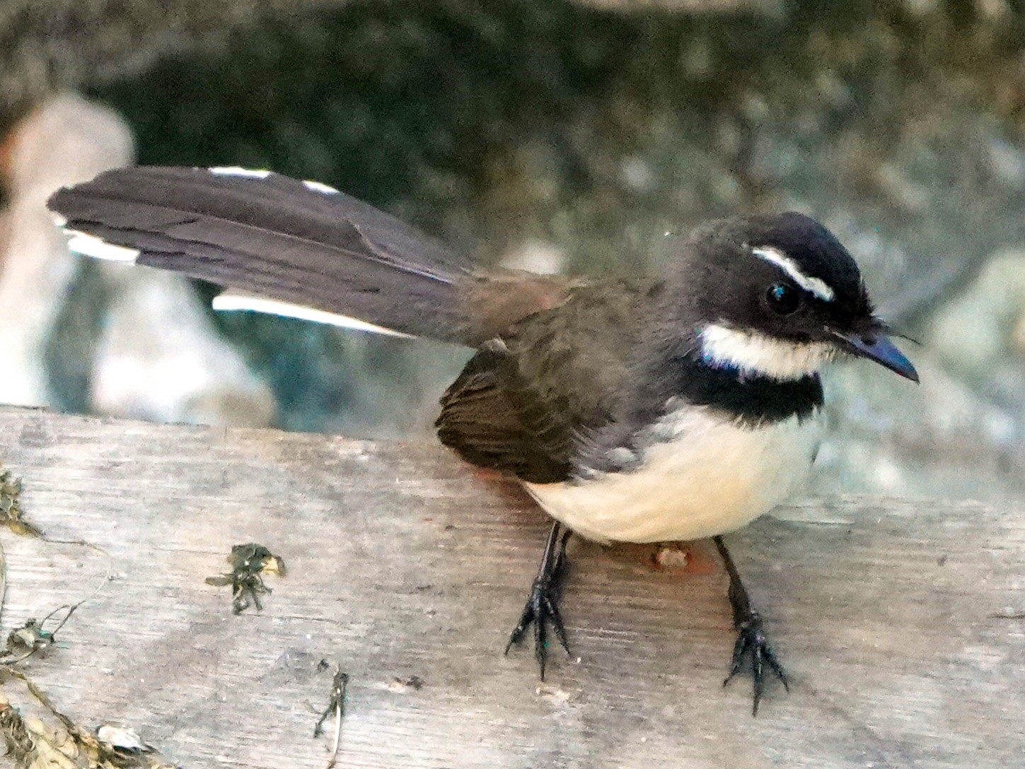Philippine Pied-Fantail - eBird