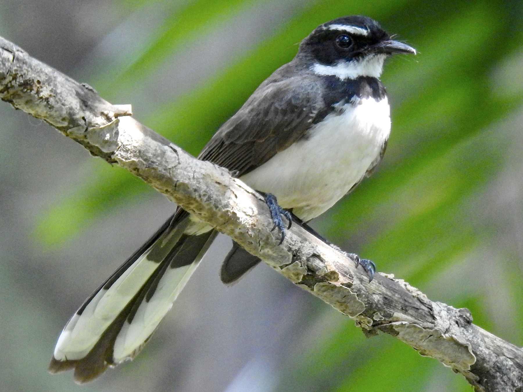 Philippine Kinds Of Birds
