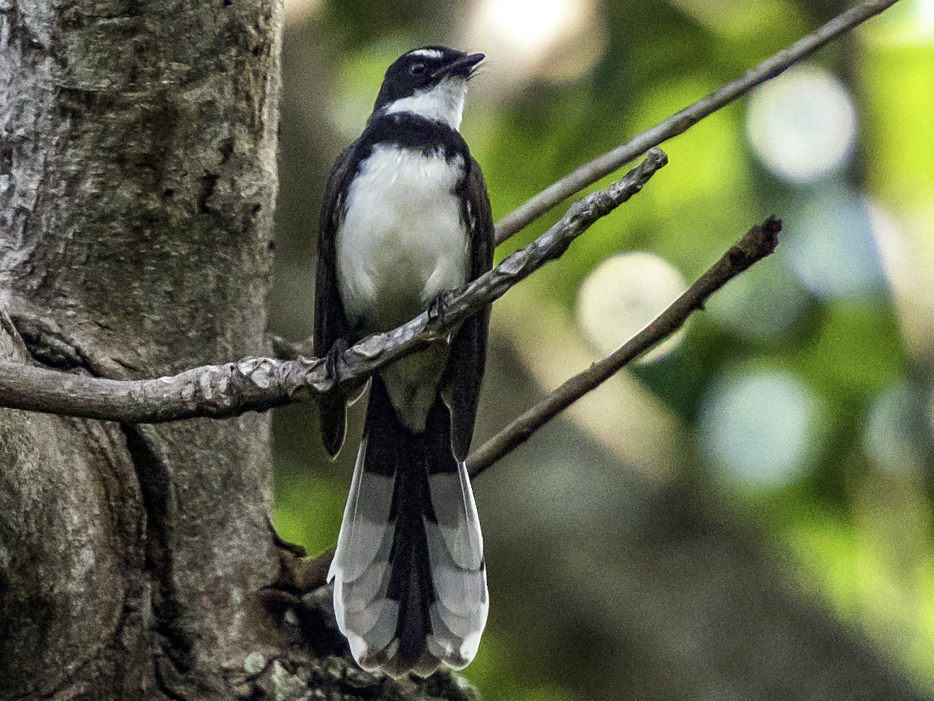 Philippine Pied-Fantail - eBird