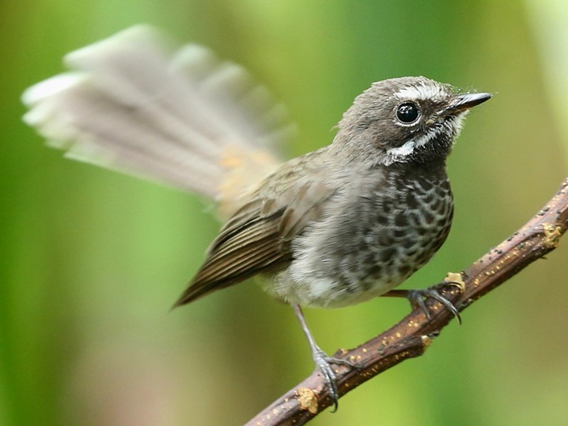 Pohnpei Fantail - eBird