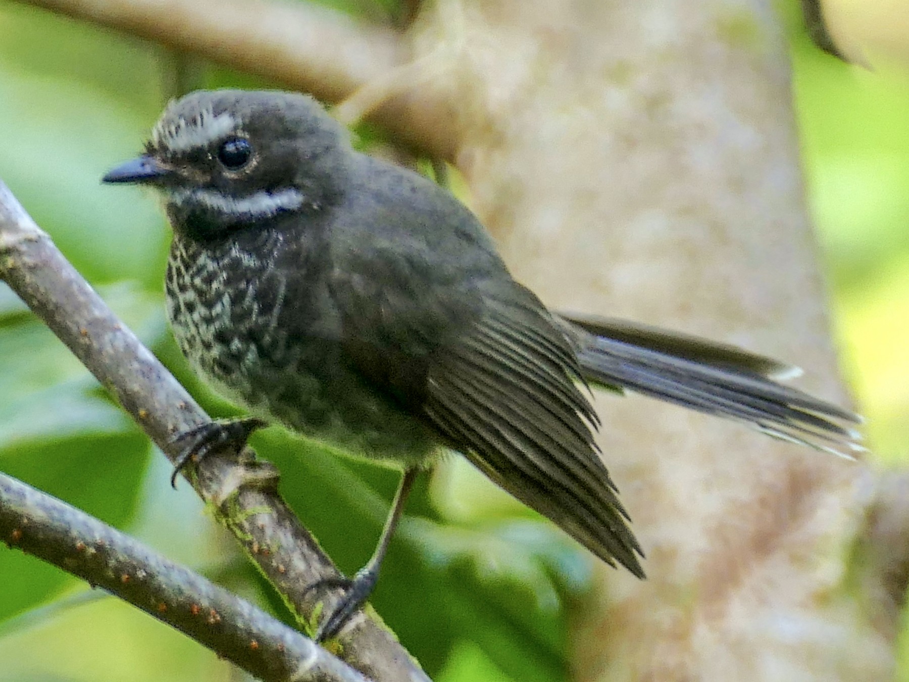 Pohnpei Fantail - eBird