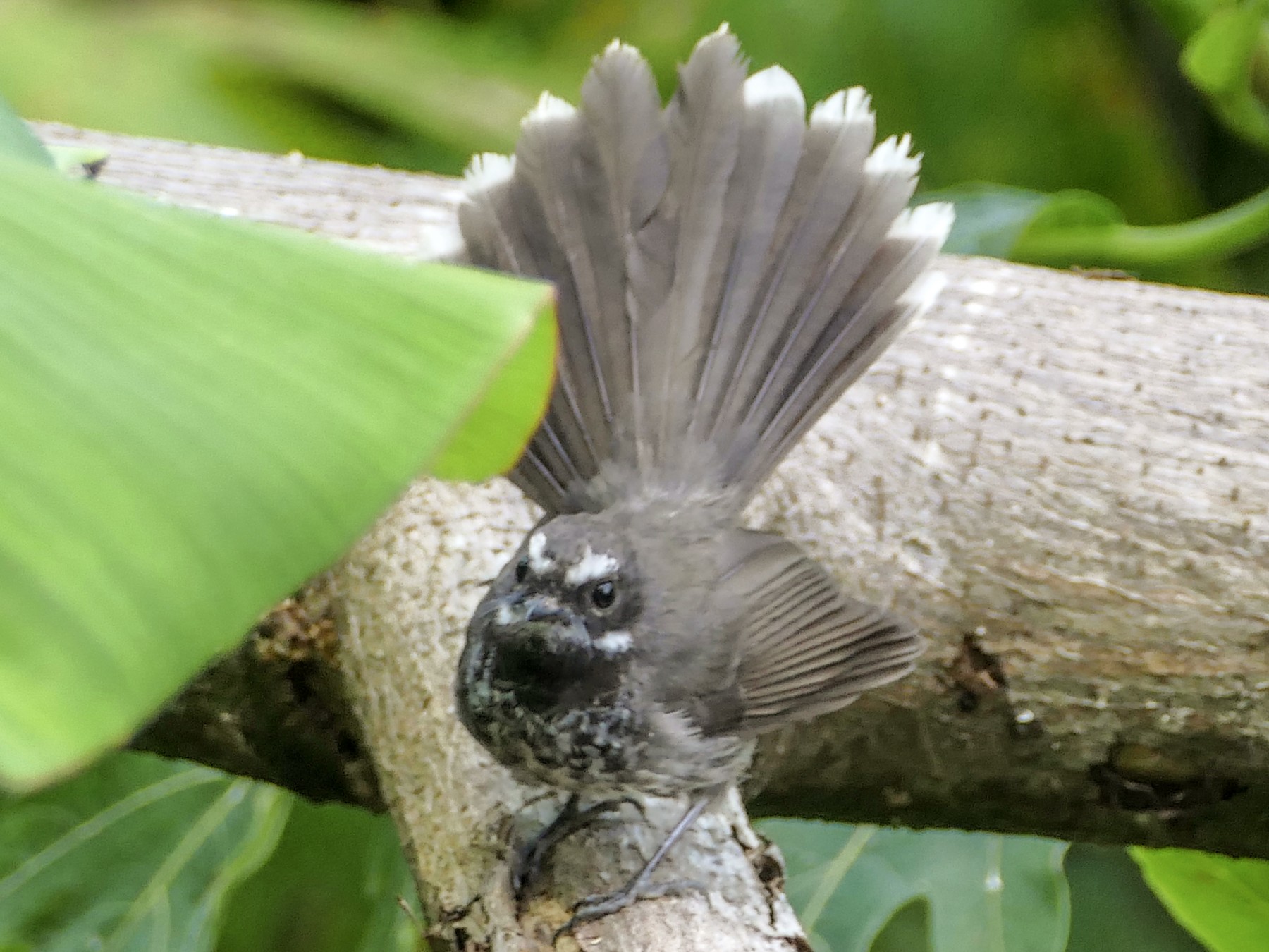 Pohnpei Fantail - eBird