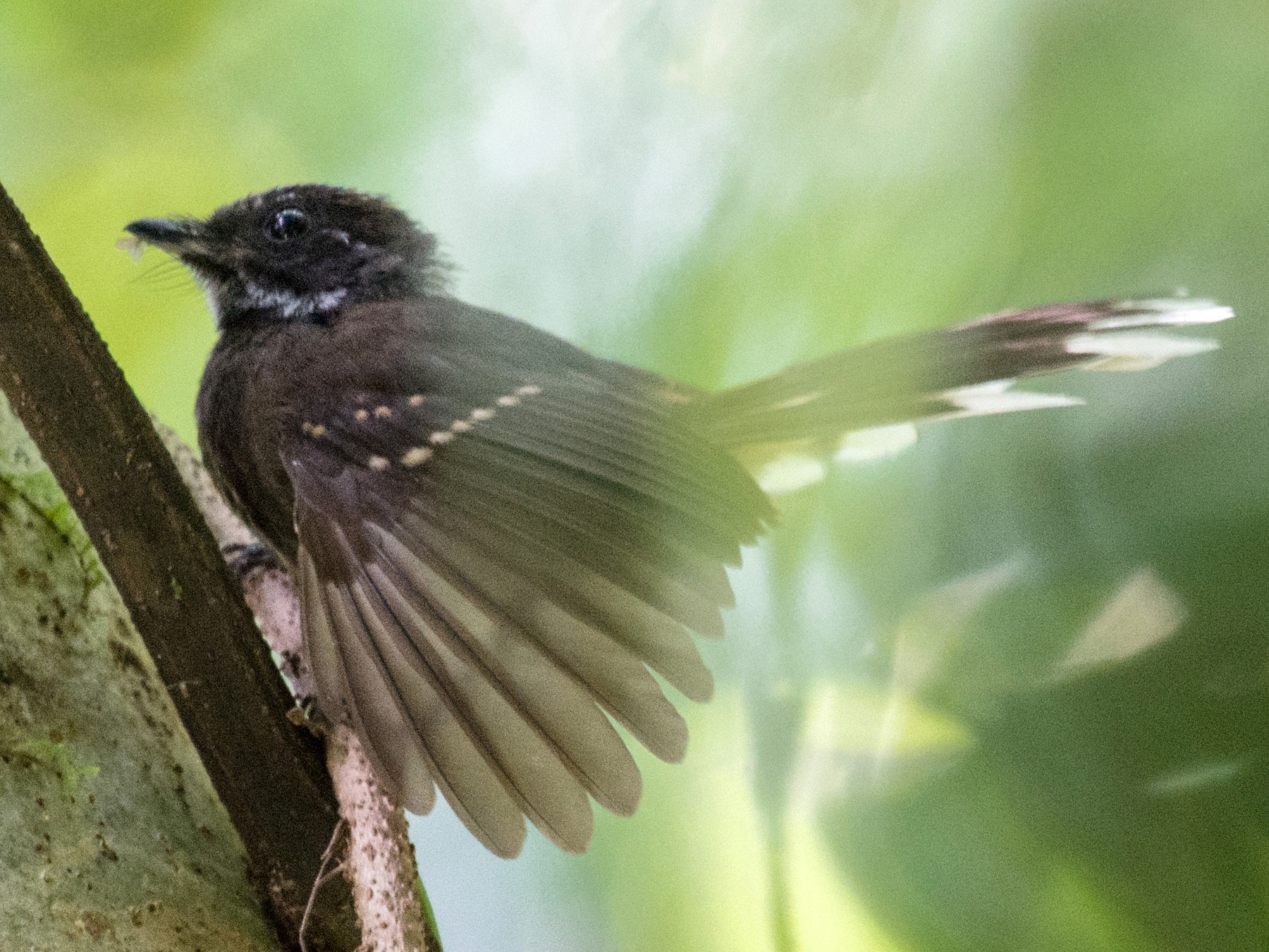 Dusky Fantail - eBird