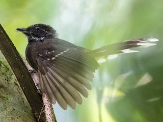 Abanico Sombrío - eBird