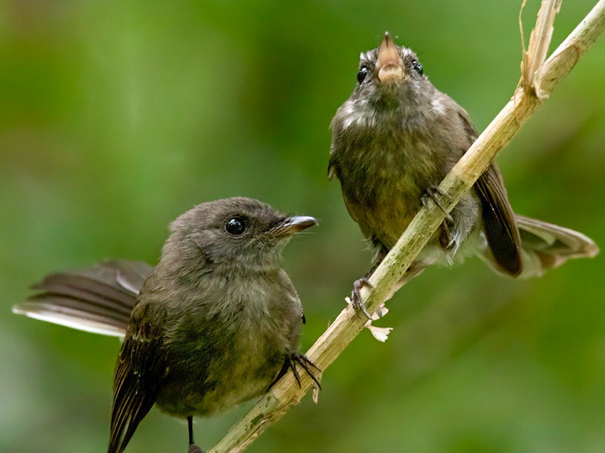 Rennell Fantail - eBird