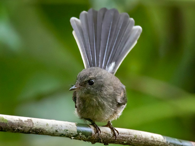 Rennell Fantail - eBird