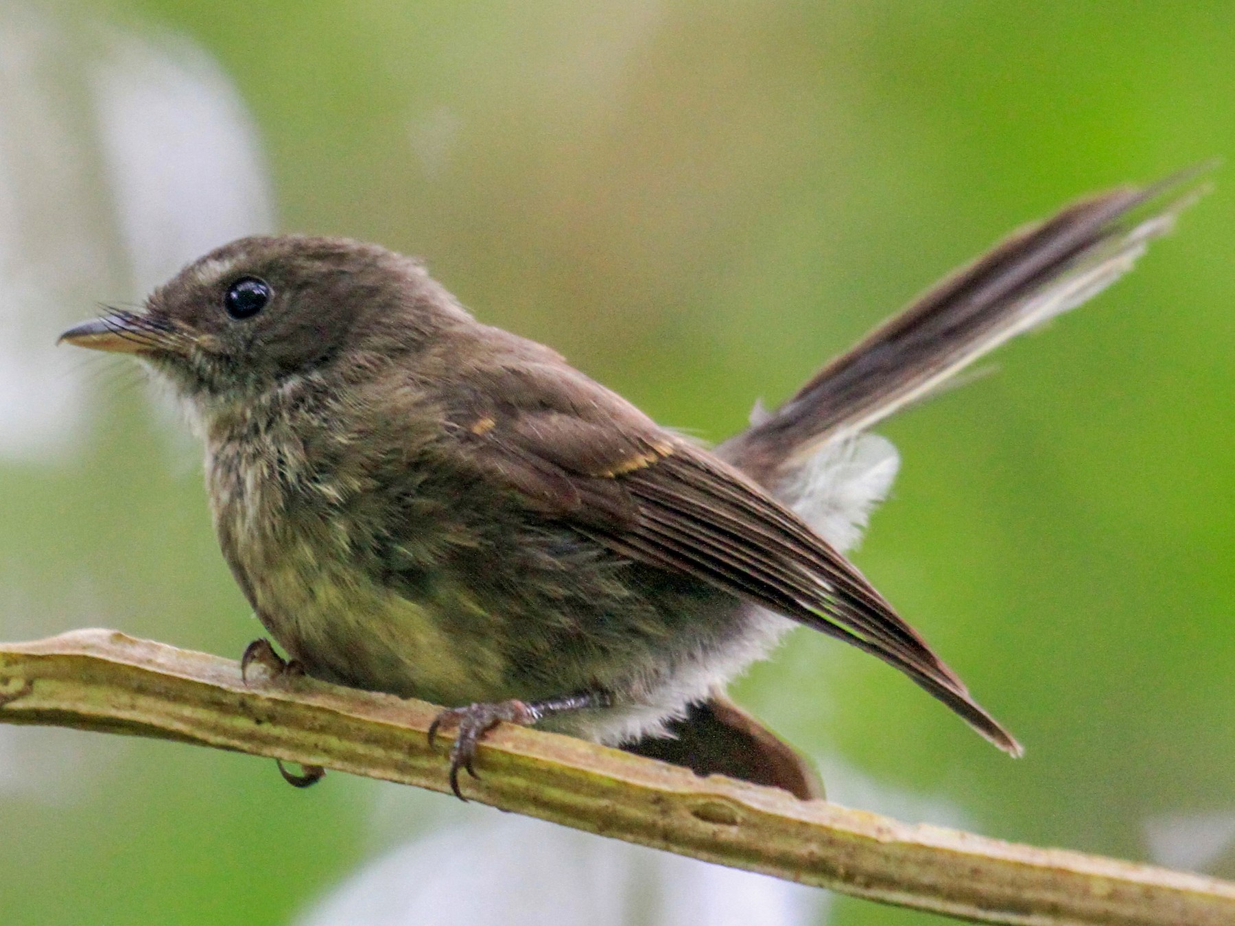 Rennell Fantail - eBird