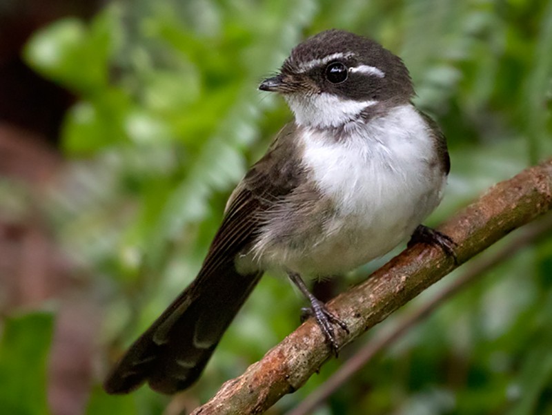 Kadavu Fantail - eBird