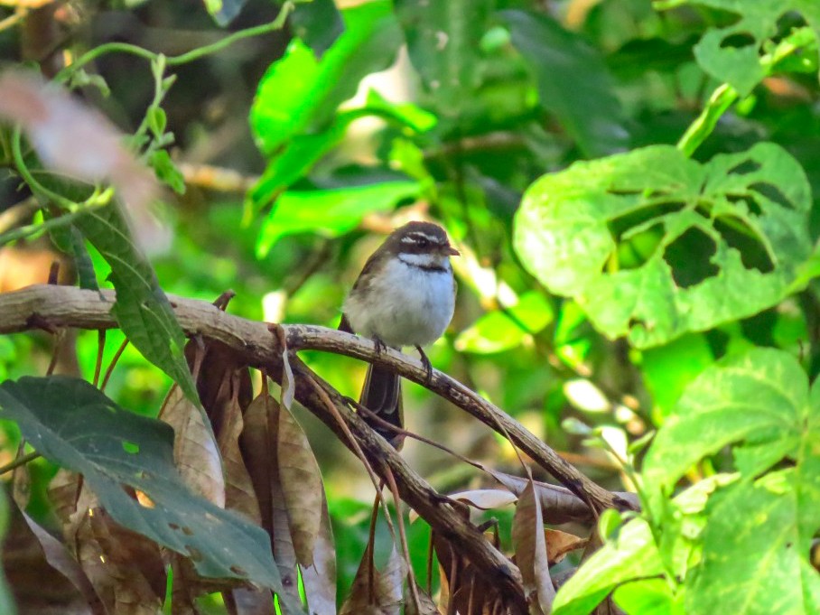 Kadavu Fantail - eBird