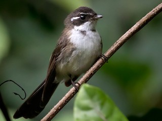 Kadavu Fantail - Rhipidura personata - Birds of the World