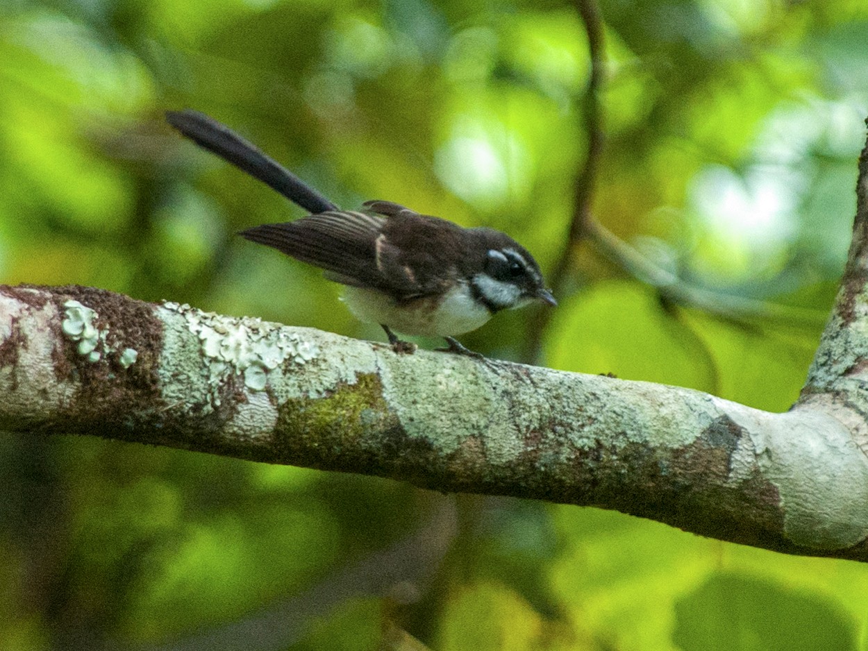 Kadavu Fantail - eBird