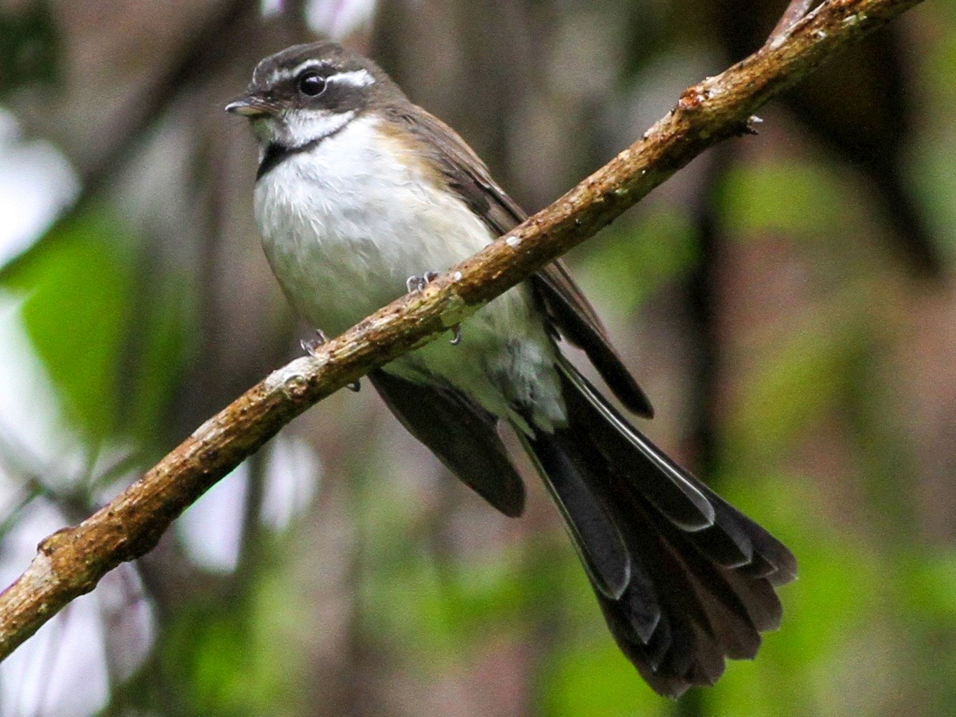 Kadavu Fantail - eBird