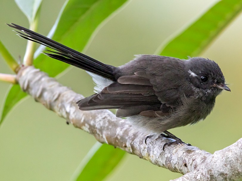 Samoan Fantail - Rhipidura nebulosa - Birds of the World