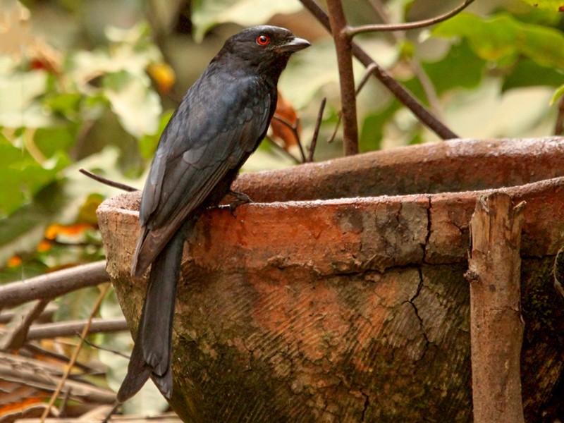 Western Square-tailed Drongo - eBird