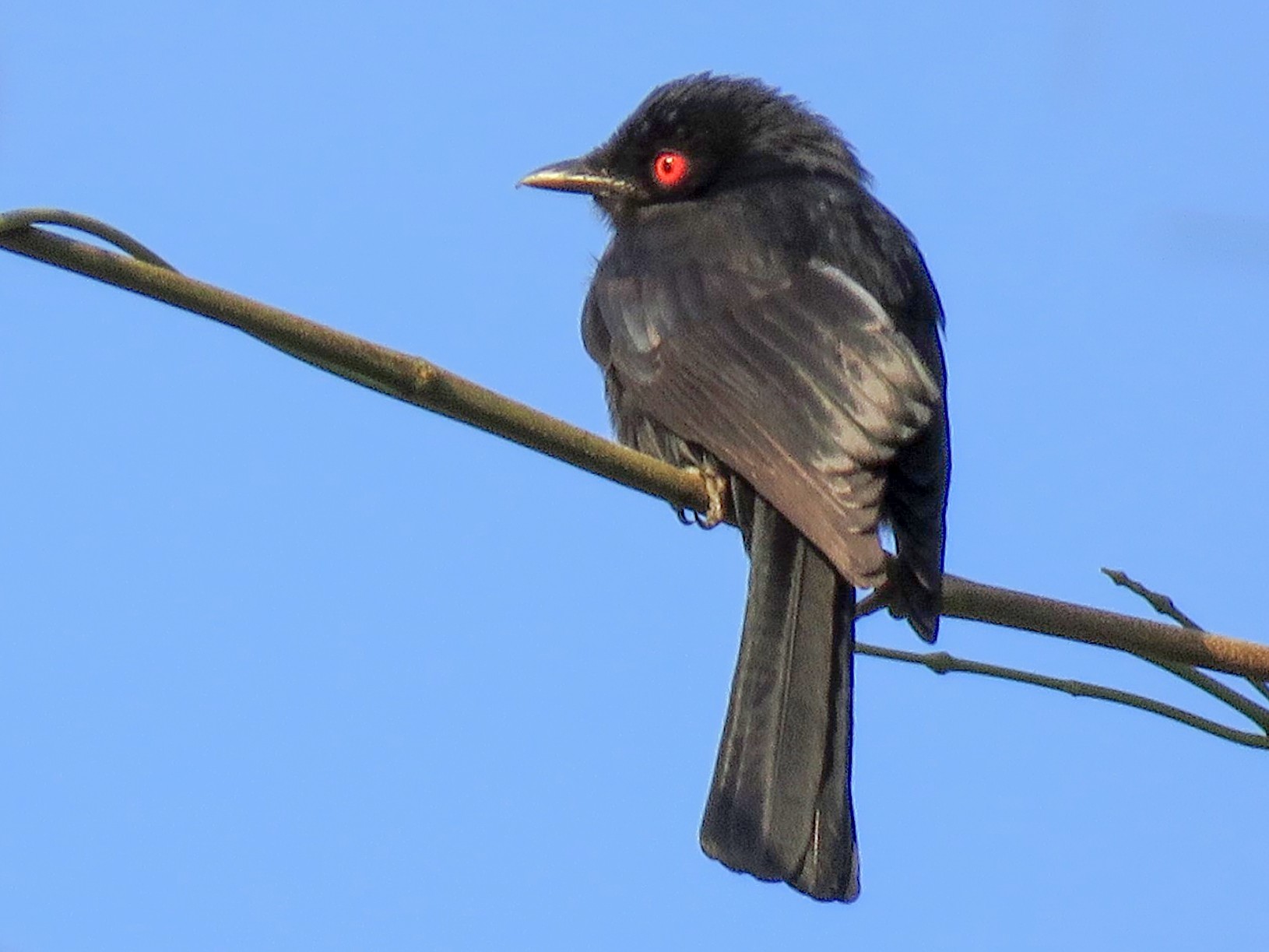 Sharpe's Drongo - eBird