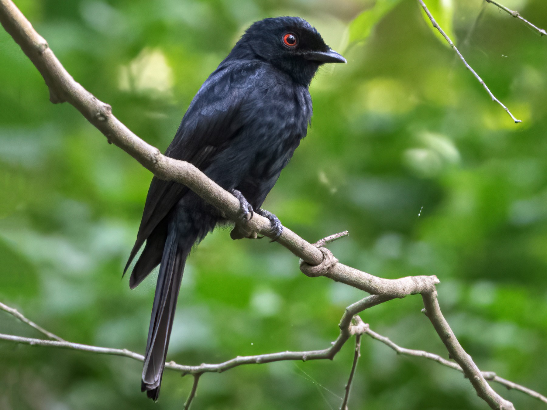 Sharpe's Drongo - eBird