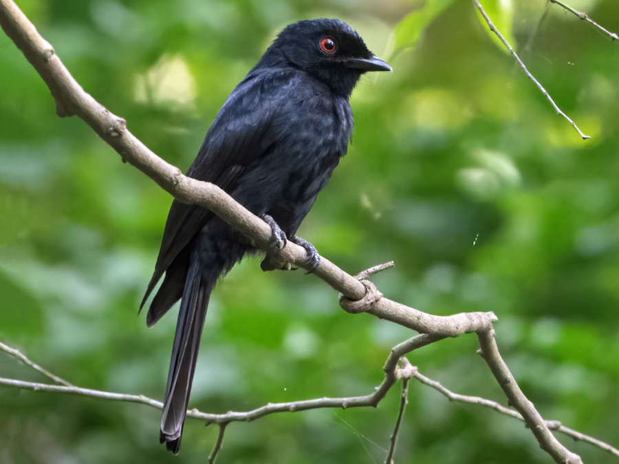 Sharpe's Drongo - eBird