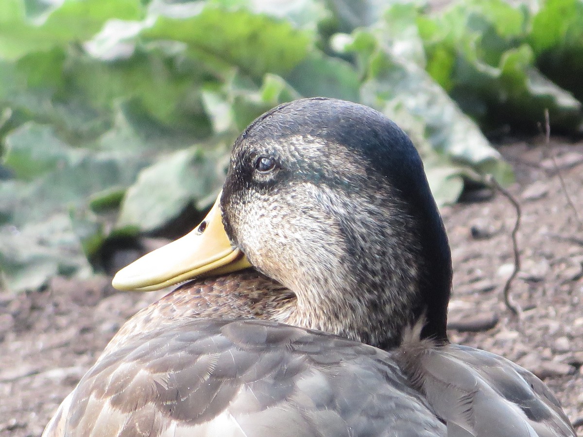 eBird Checklist - 1 Sep 2016 - Dufferin2 - 3 species