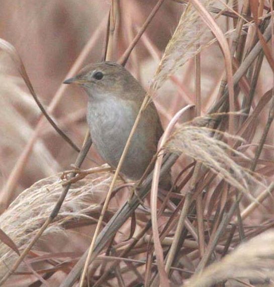eBird Checklist - 19 Dec 2004 - 鄱阳湖国家湿地公园 (Poyang Lake National Wetland ...