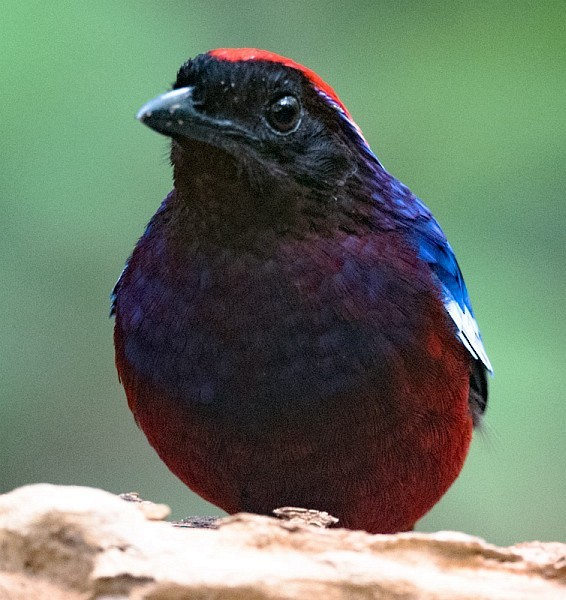 eBird Checklist - 29 Apr 2016 - Krau WR--Access Road - 5 species