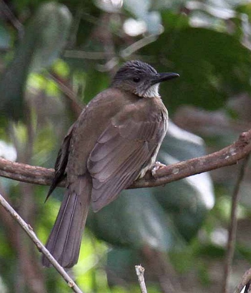 Streak-breasted Bulbul (Cebu) - eBird