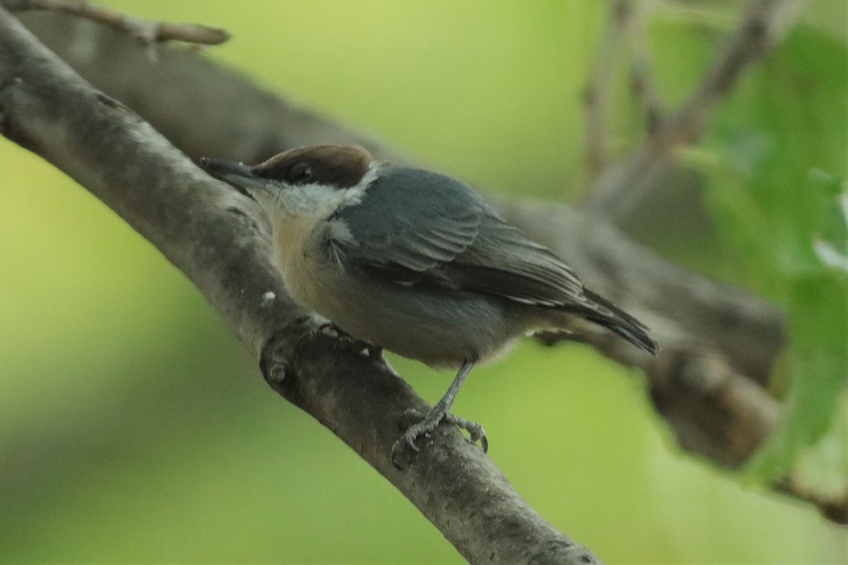 eBird Checklist - 14 Oct 2021 - Shane - 1 species