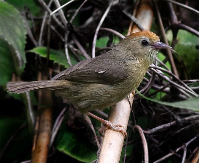 eBird Checklist - 7 Apr 2019 - Mehao WLS & Surroundings--General Area ...
