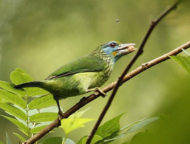 eBird Checklist - 4 Nov 2010 - Kitulgala (General) - 1 species