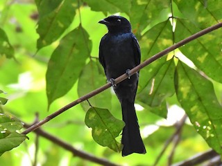 Shining Drongo - eBird