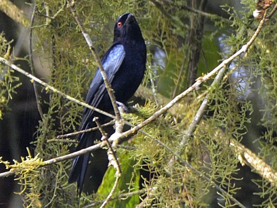 Shining Drongo - eBird