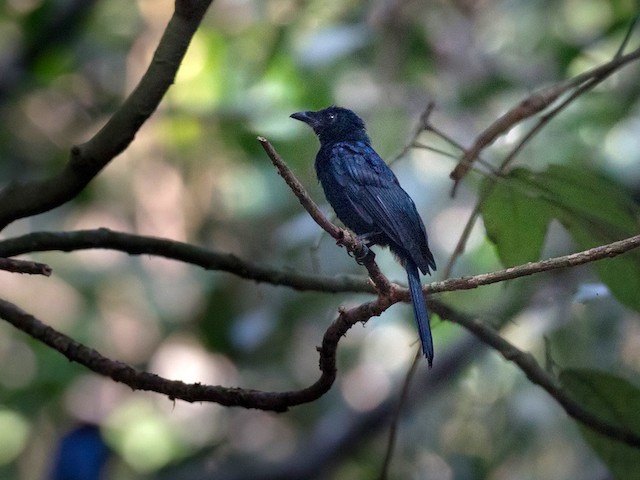Photos - Shining Drongo - Dicrurus atripennis - Birds of the World