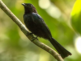 Shining Drongo - eBird