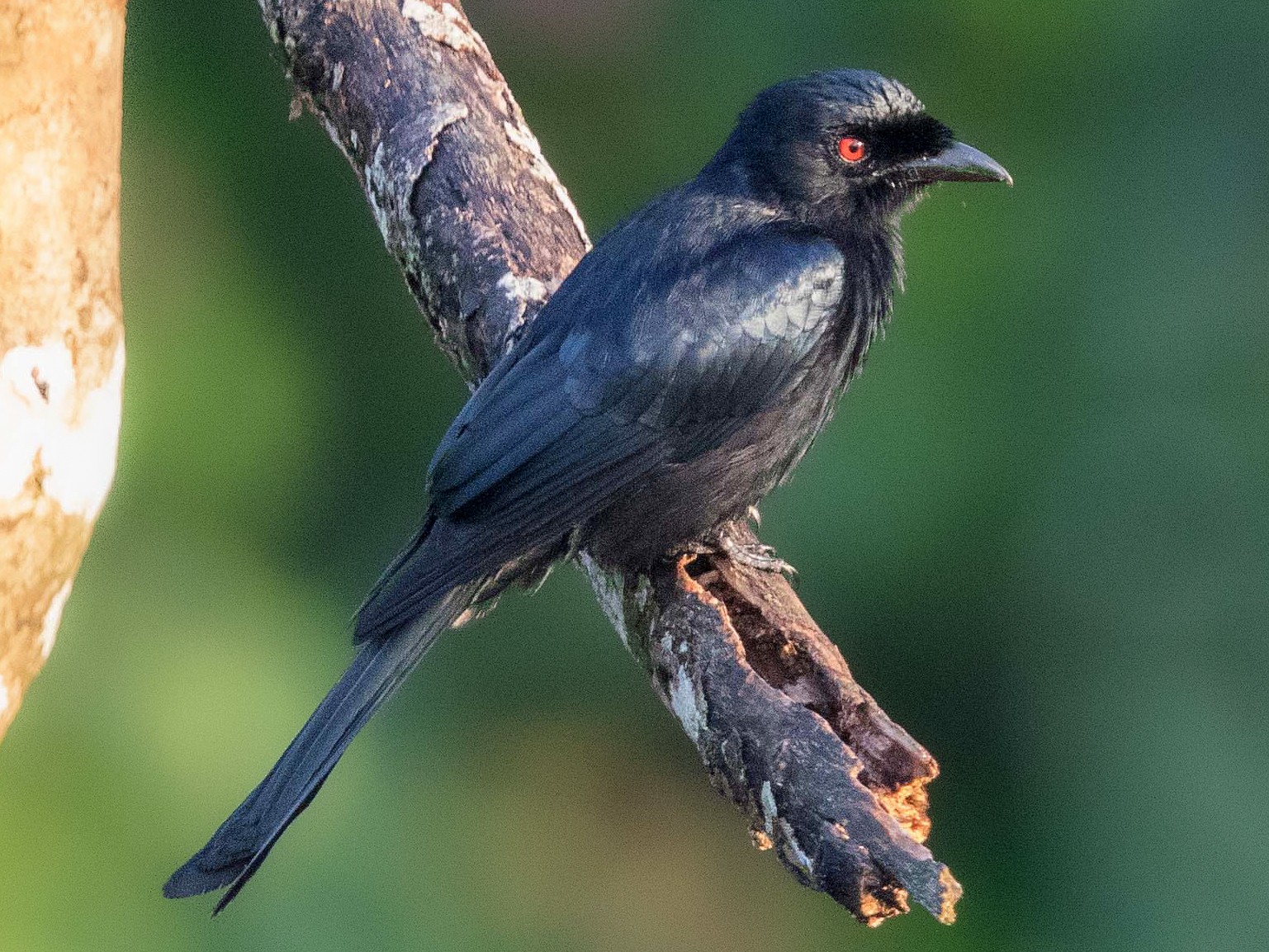 Shining Drongo - eBird