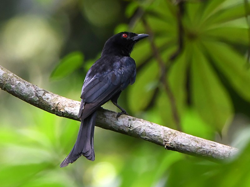 Fanti Drongo - eBird