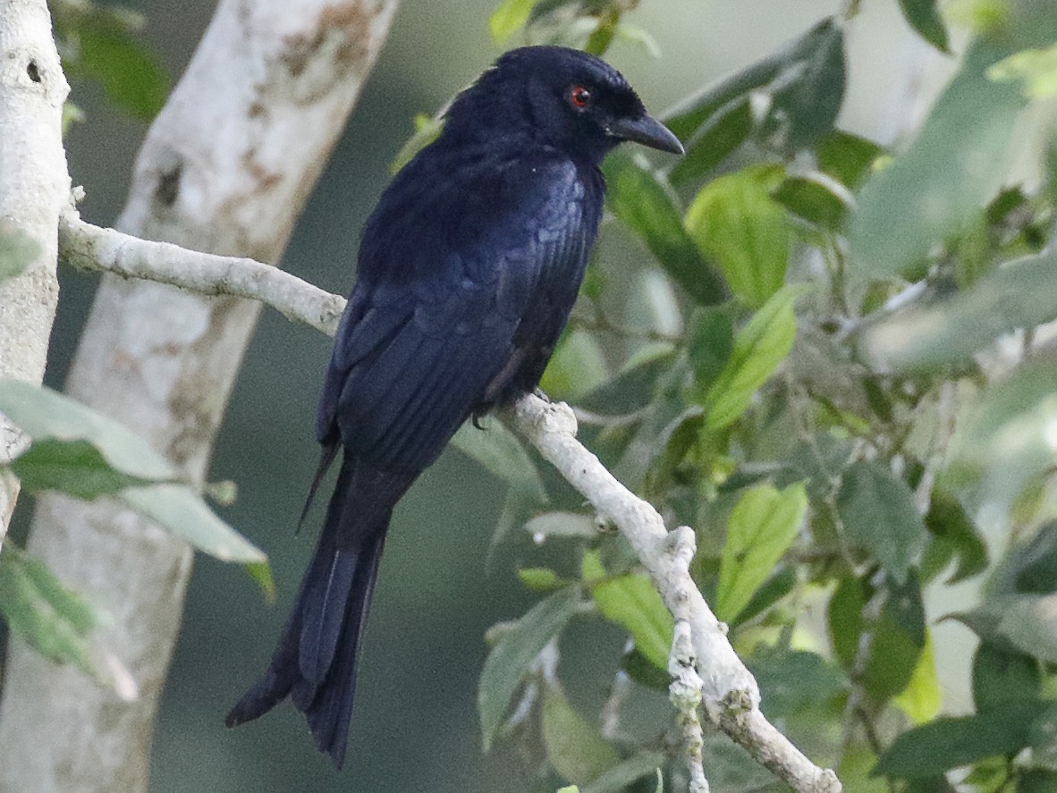 Drongo Fanti - eBird