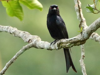 Velvet-mantled Drongo (Fanti) - eBird