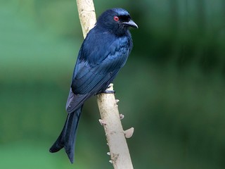 Drongo modesto (atactus) - eBird