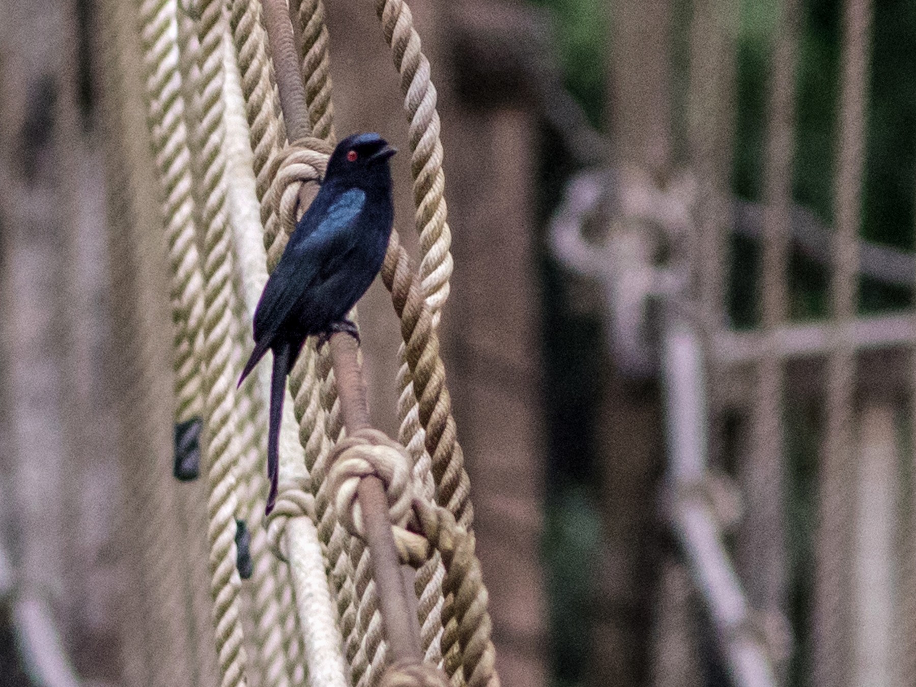 Drongo Fanti - eBird