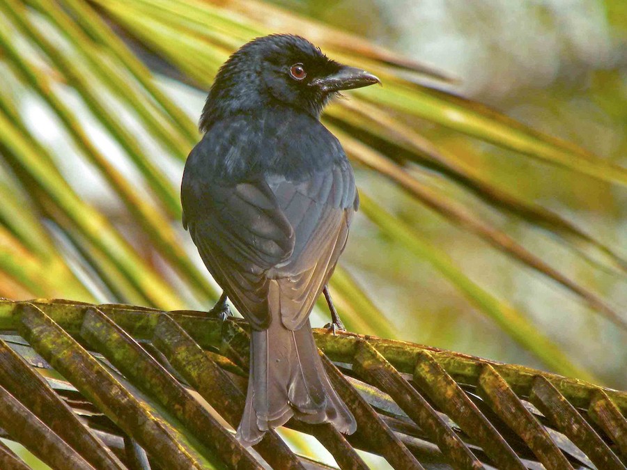 Drongo de la Gran Comora - eBird