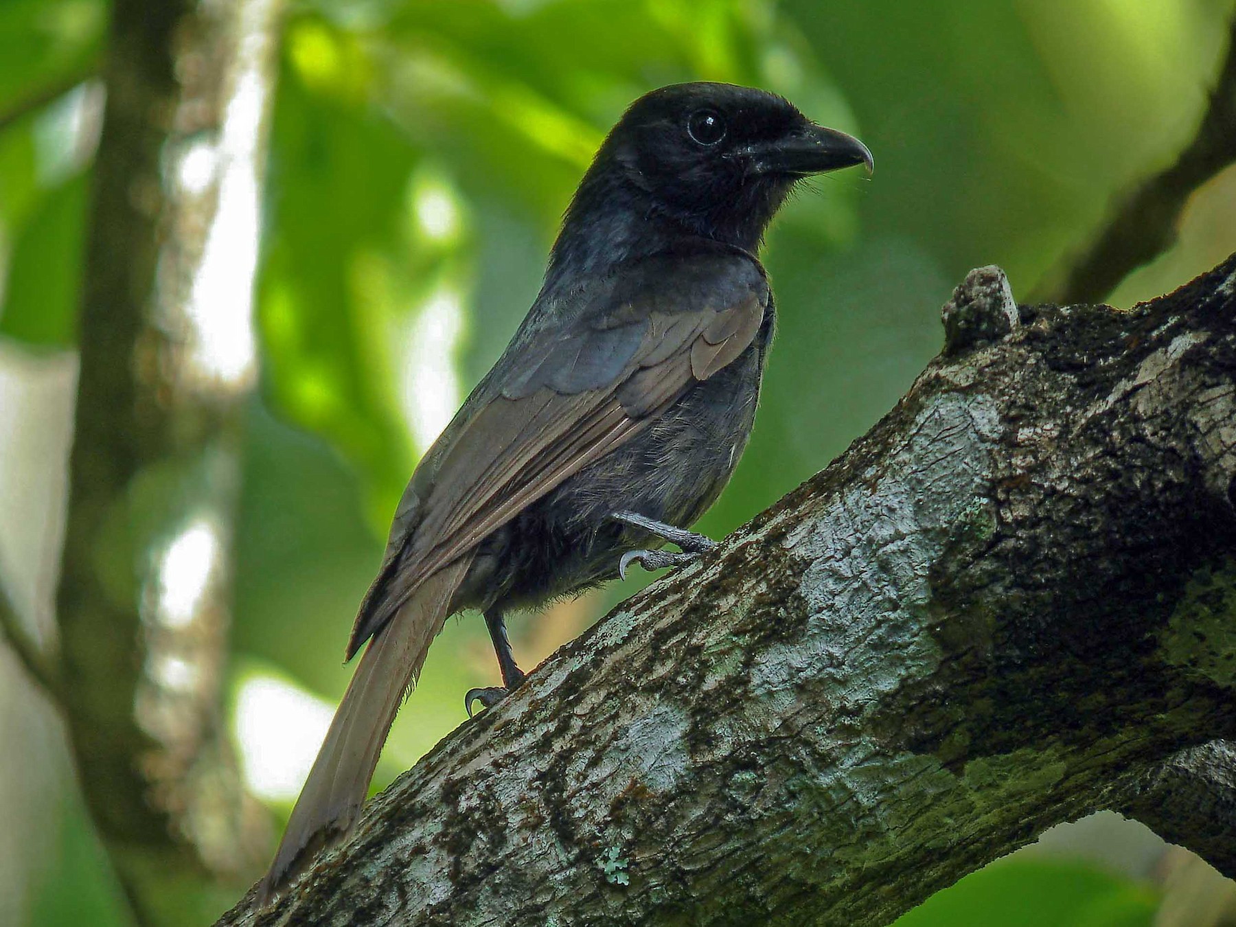 Comoro Drongo - eBird