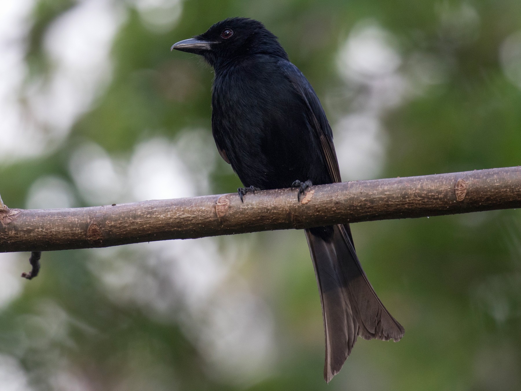 Drongo de la Gran Comora - eBird
