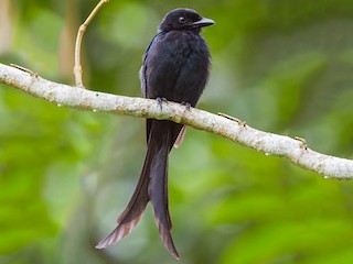 Mayotte Drongo - Dicrurus waldenii - Birds of the World