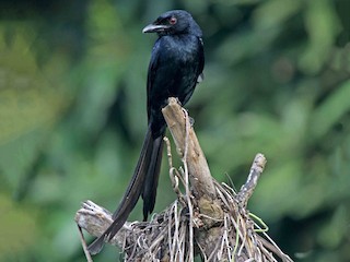 Mayotte Drongo - eBird