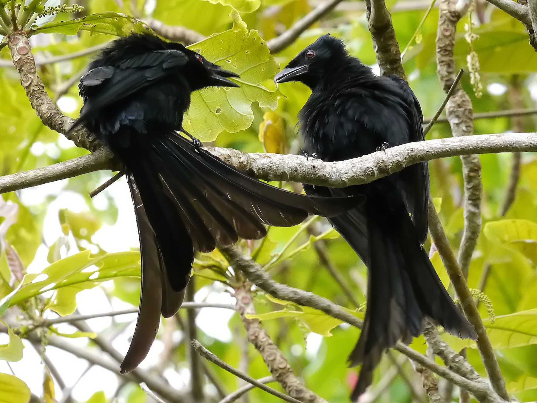 Mayotte Drongo - eBird