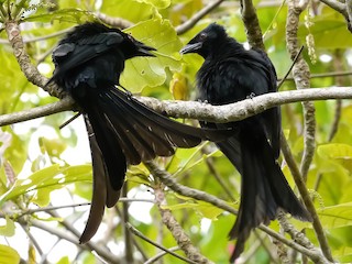Mayotte Drongo - eBird