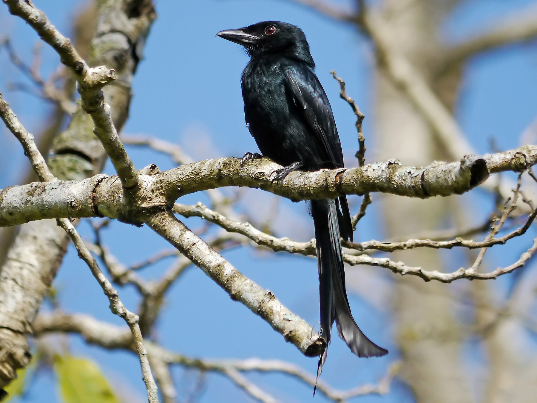 Drongo de Mayotte - eBird