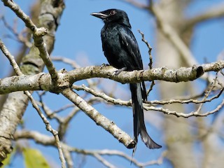 Mayotte Drongo - eBird