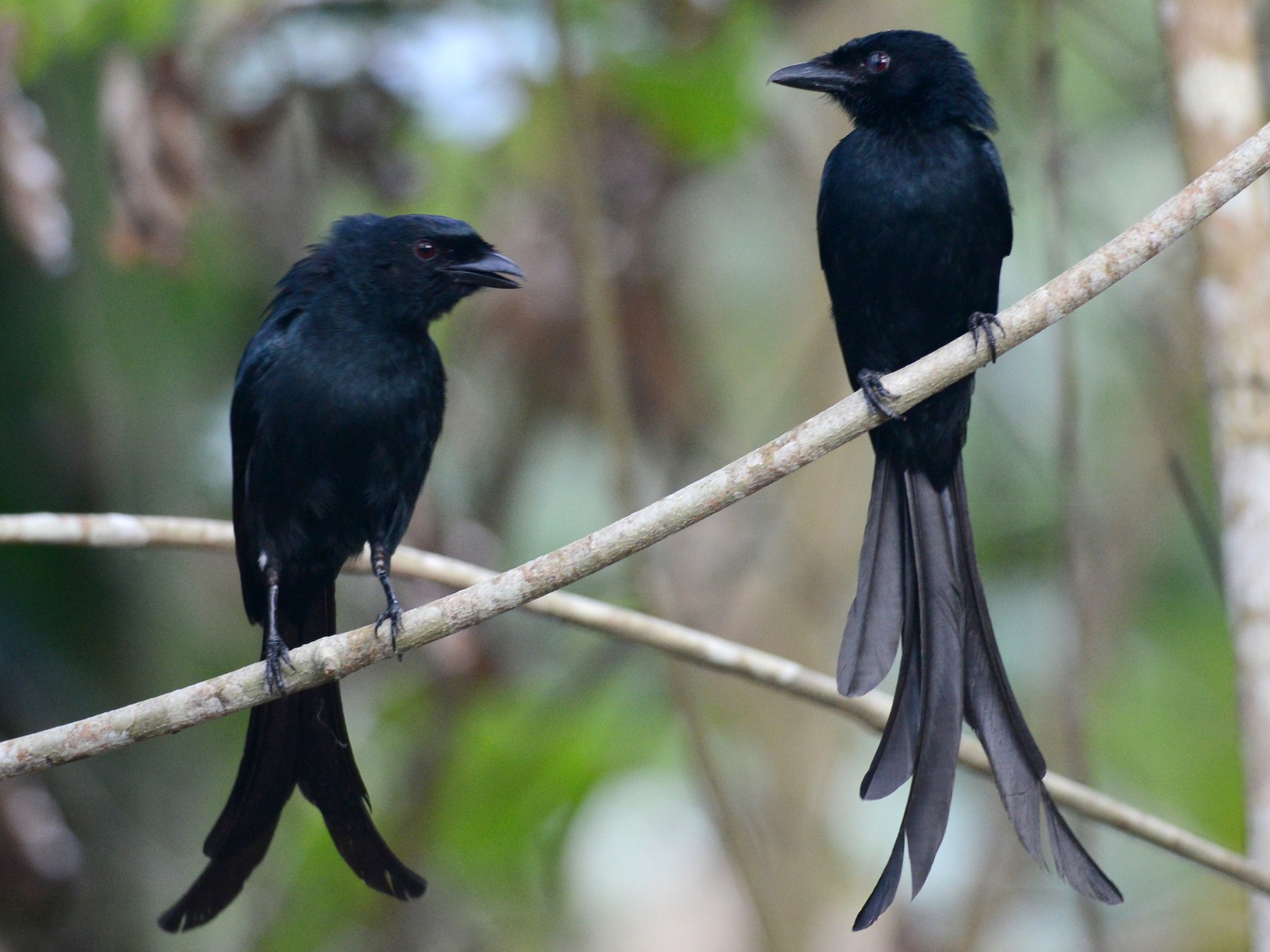 Drongo de Mayotte - eBird