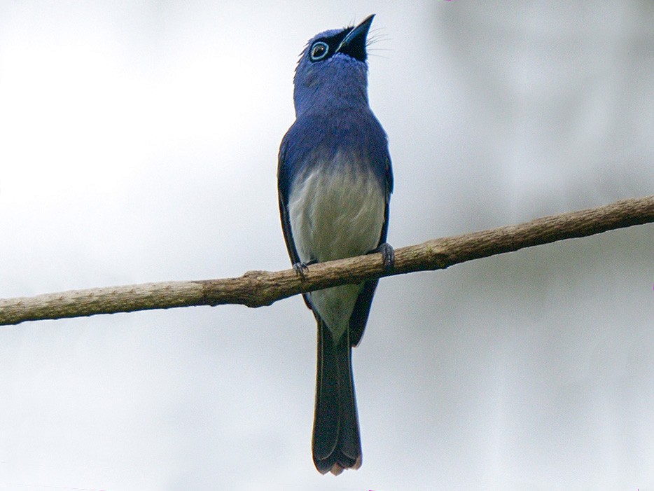 Short-crested Monarch - eBird