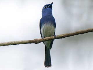 Short-crested Monarch - eBird